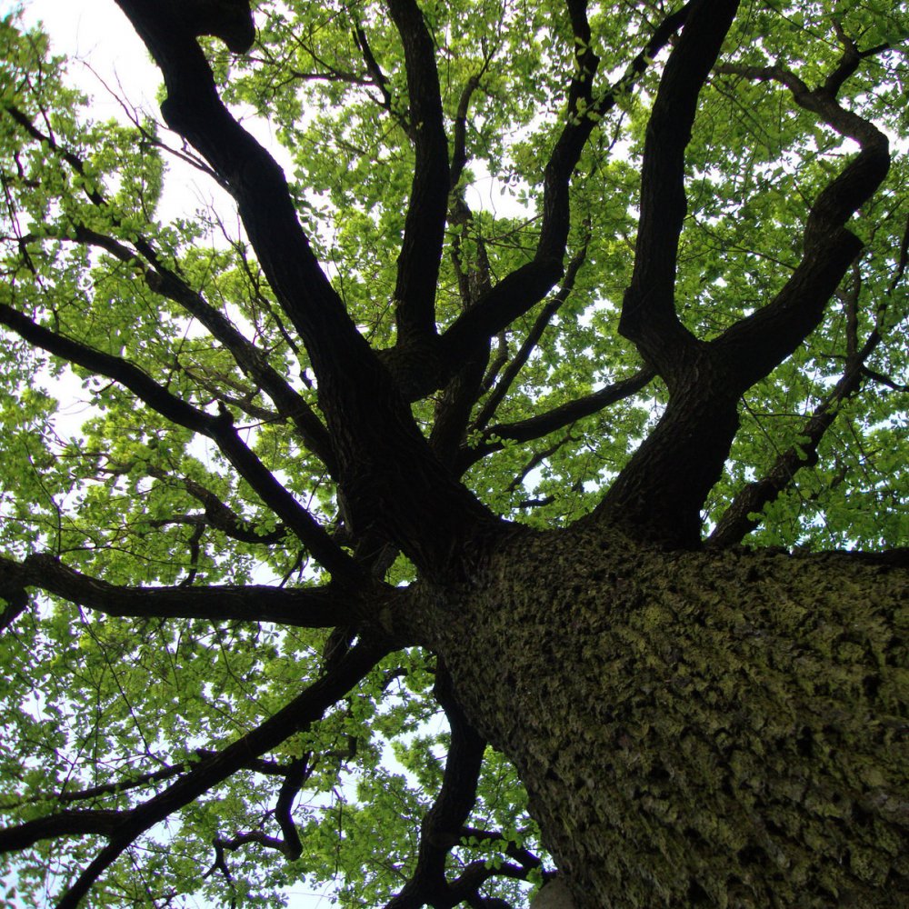 Broad Oak - Muzic.NZ - Musicians & Bands