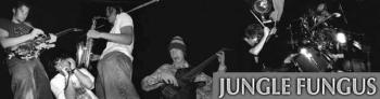 Jungle Fungus - Muzic.NZ - Musicians & Bands